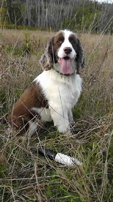 Heritage Farm Kennel - Dog Boarding, English Springer Spaniel Breeding ...